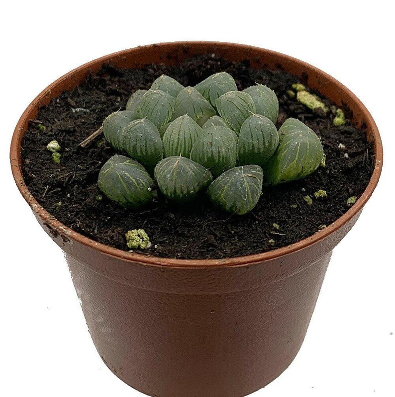 Alien Eggs Succulent Haworthia cooperi 2 Pot | Etsy