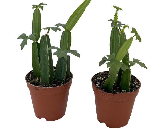 Cissus Quadrangularis, Veldt Grape, Devil's Backbone, Cucumber Cactus ...