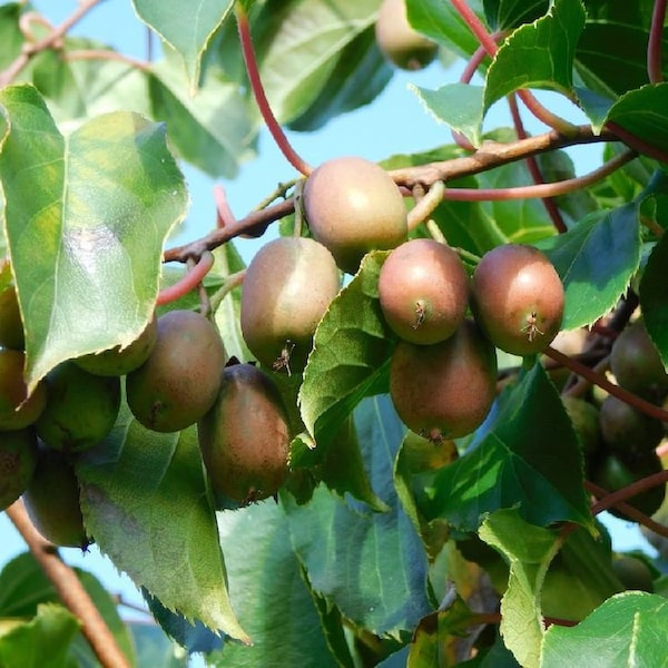 Female Kiwi Plant - Etsy