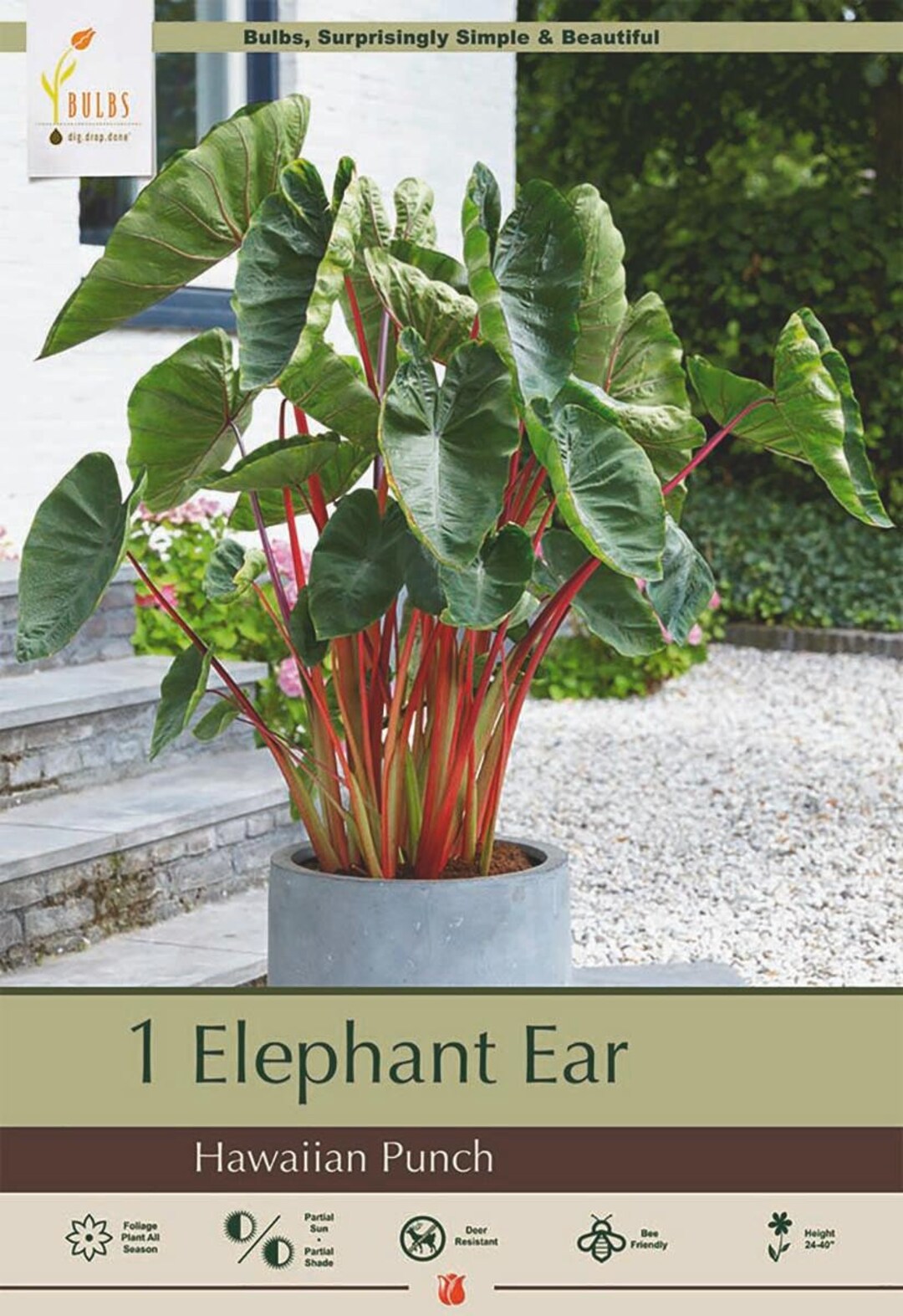 Hawaiian Punch Elephant Ear 1 Bulb 9/11 Colocasia Lime Green/dark Veins ...