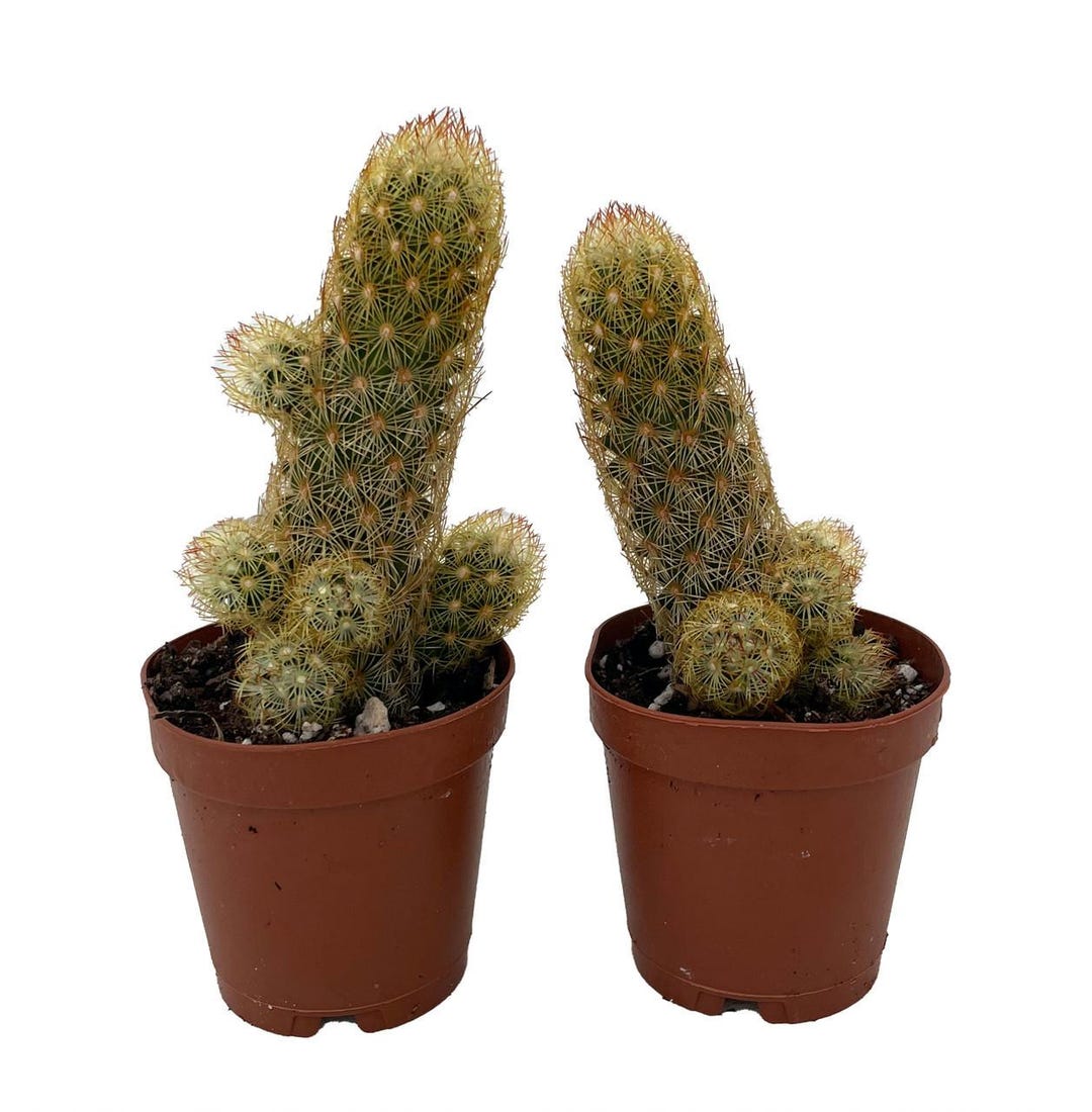 Lady Fingers Cactus Mammillaria Elongata 2 Pack in 2 Pots - Etsy