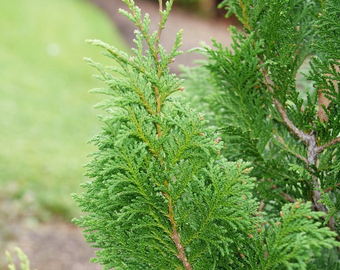 Chinese Weeping Cypress Tree Seeds Cupressus Funebri - Etsy