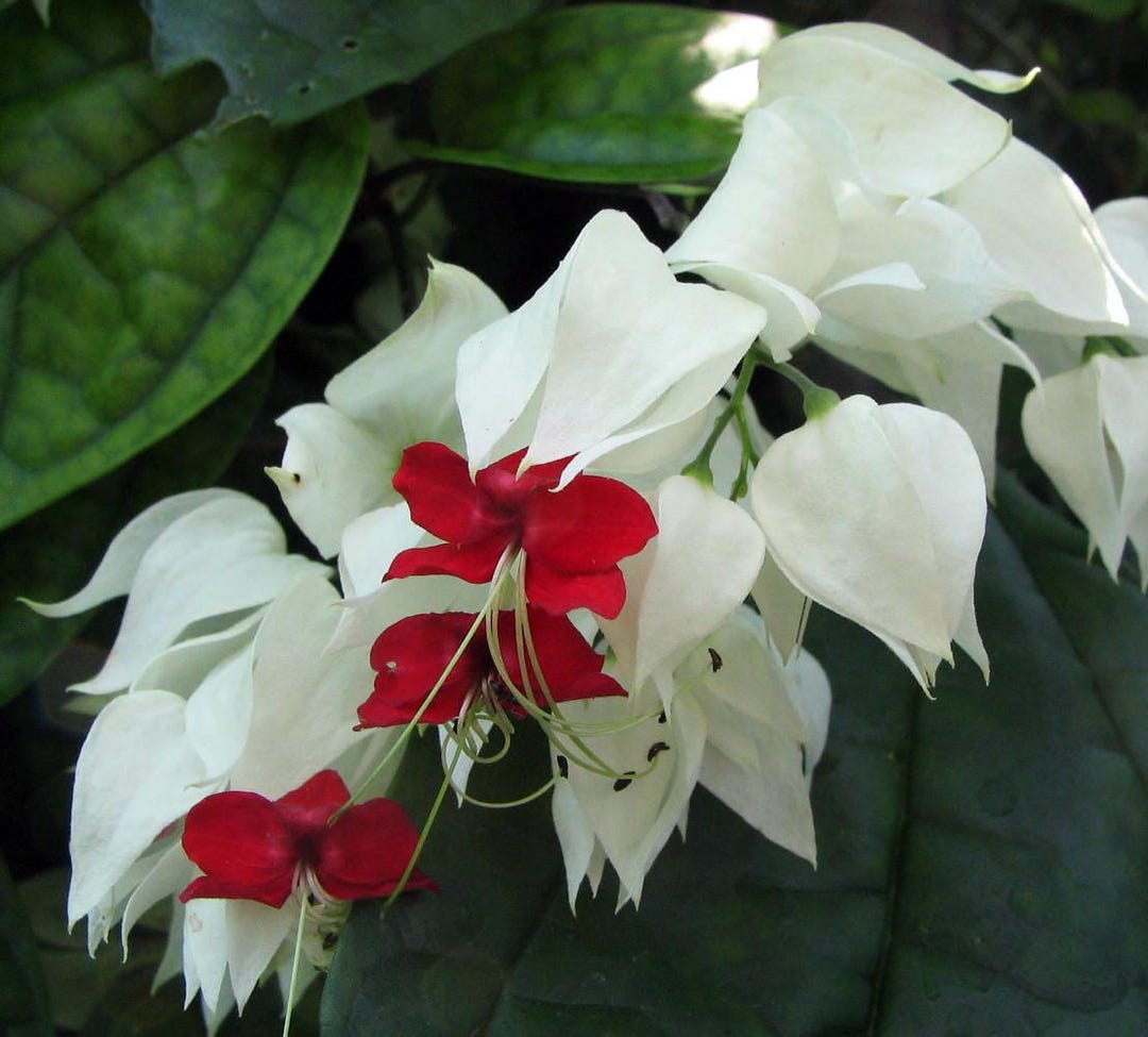 White & Red Bleeding Heart Vine Plant - Clerodendrum - Indoors/out - 4 ...