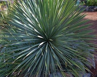 Yucca Plant Live | Etsy