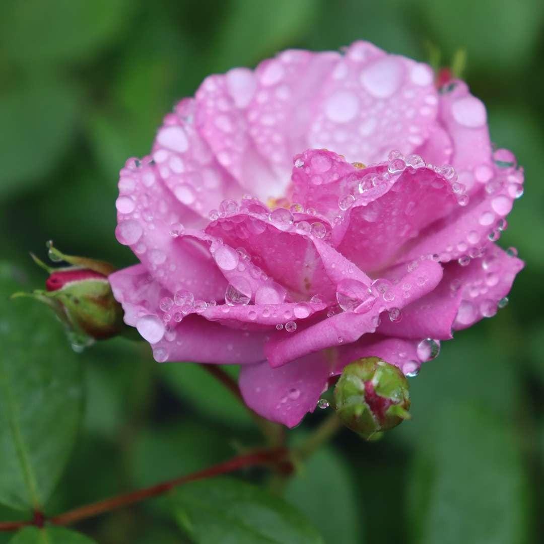 Rise up Lilac Days® Climbing Rose - Proven Winners - 4" Pot - Etsy