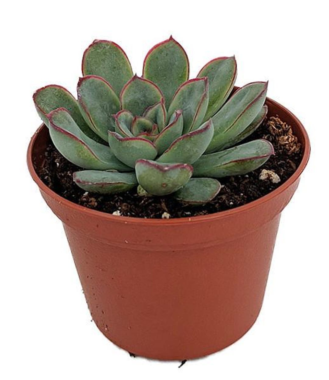 Red Tipped Desert Rose Succulent Echeveria Pulidonis 2.5 Pot - Etsy