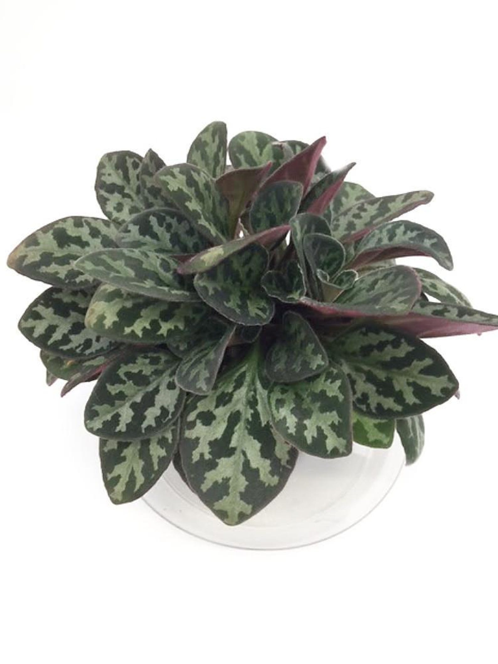 Frosted Jade Asian Violet - Primulina Pseudoyungfuensis - 2.5" Pot ...
