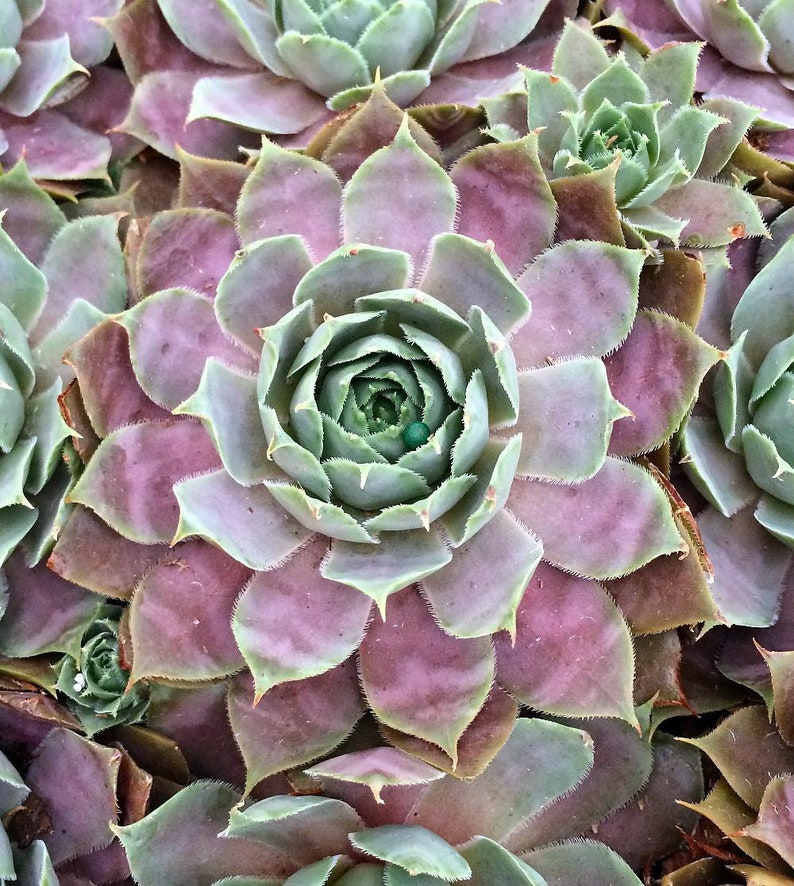 Desert Bloom Hens & Chicks Sempervivum Very Hardy Quart - Etsy