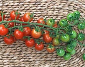 Sugar Bomb Tomato Seeds - Etsy