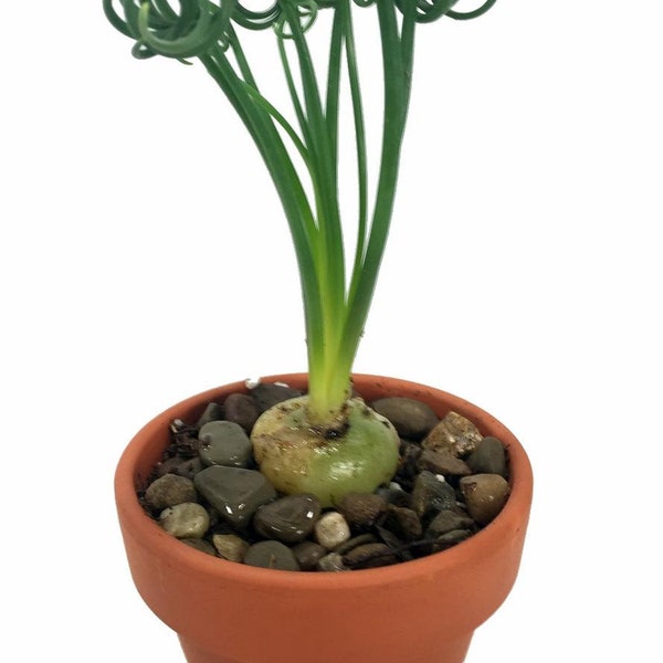 Frizzle Sizzle Plant - Etsy