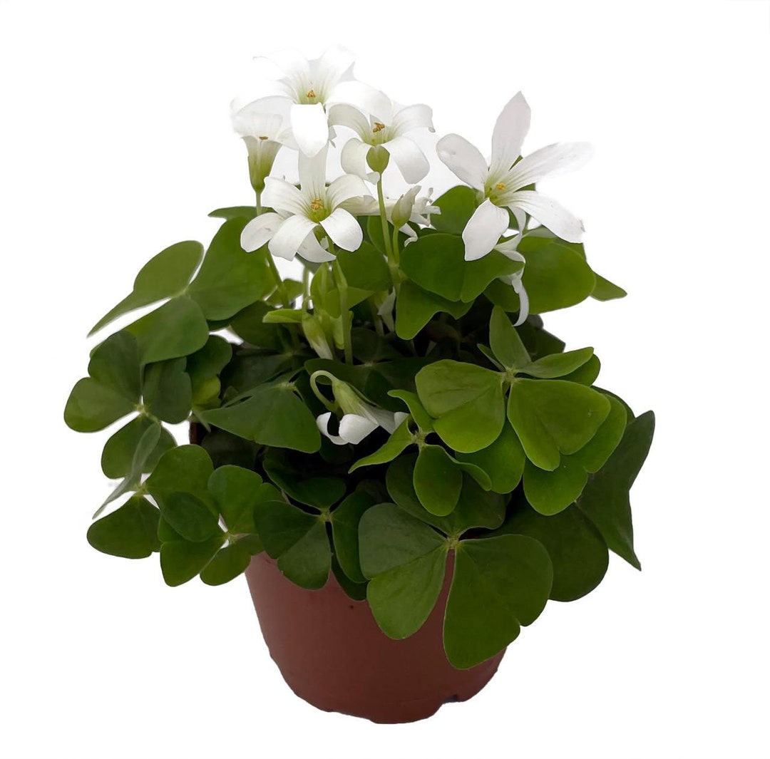 Green Shamrock Plant 2.5 Pot White Flowers Oxalis - Etsy