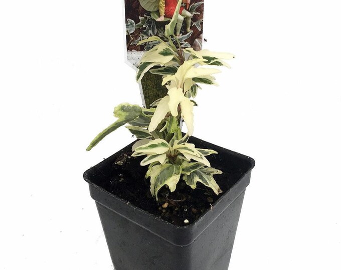 English Ivy 'glacier', Variegated English Ivy Hedera Helix , Live Ivy ...