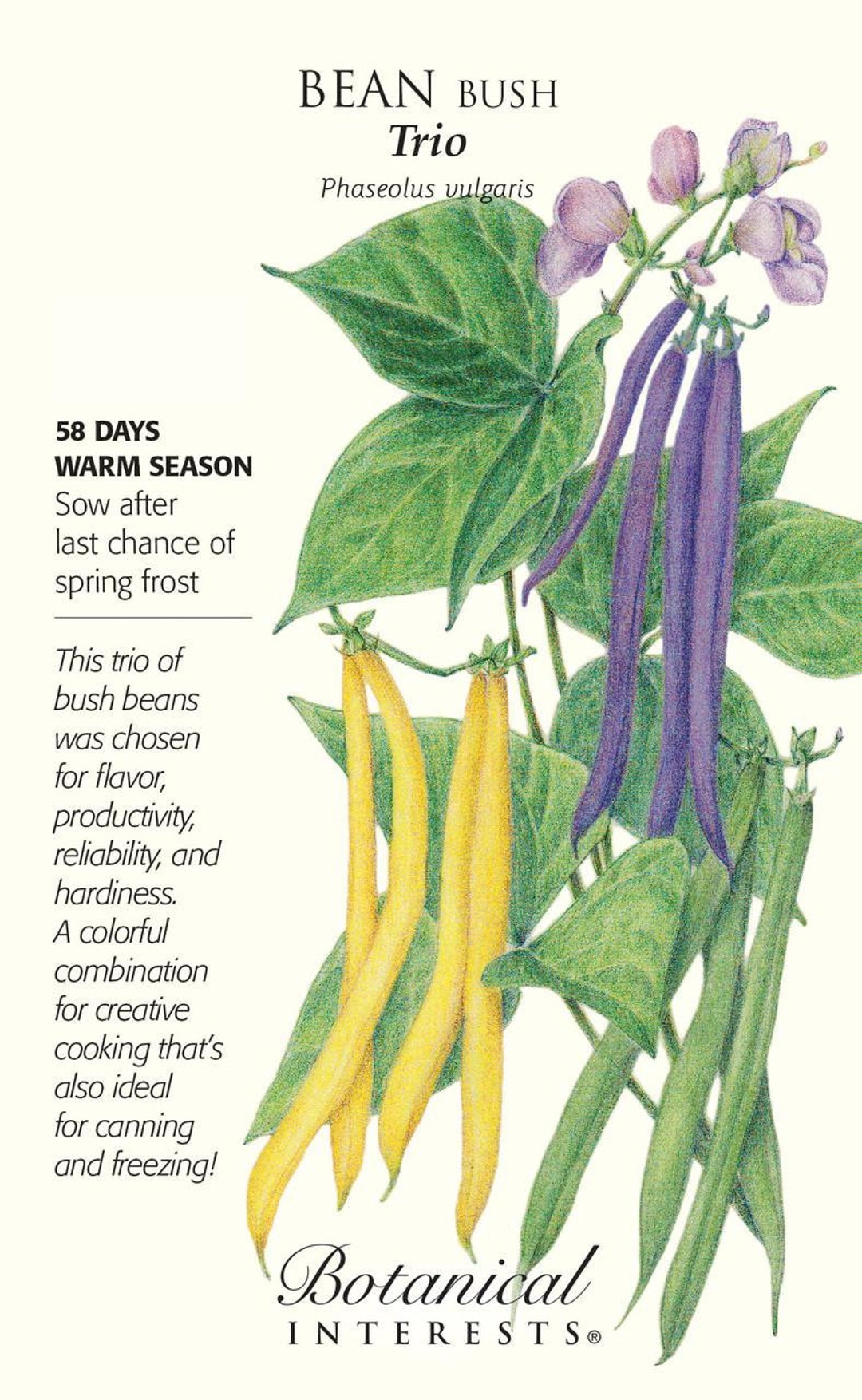 Trio Bush Bean Seeds 60 Grams Snap Bean - Etsy