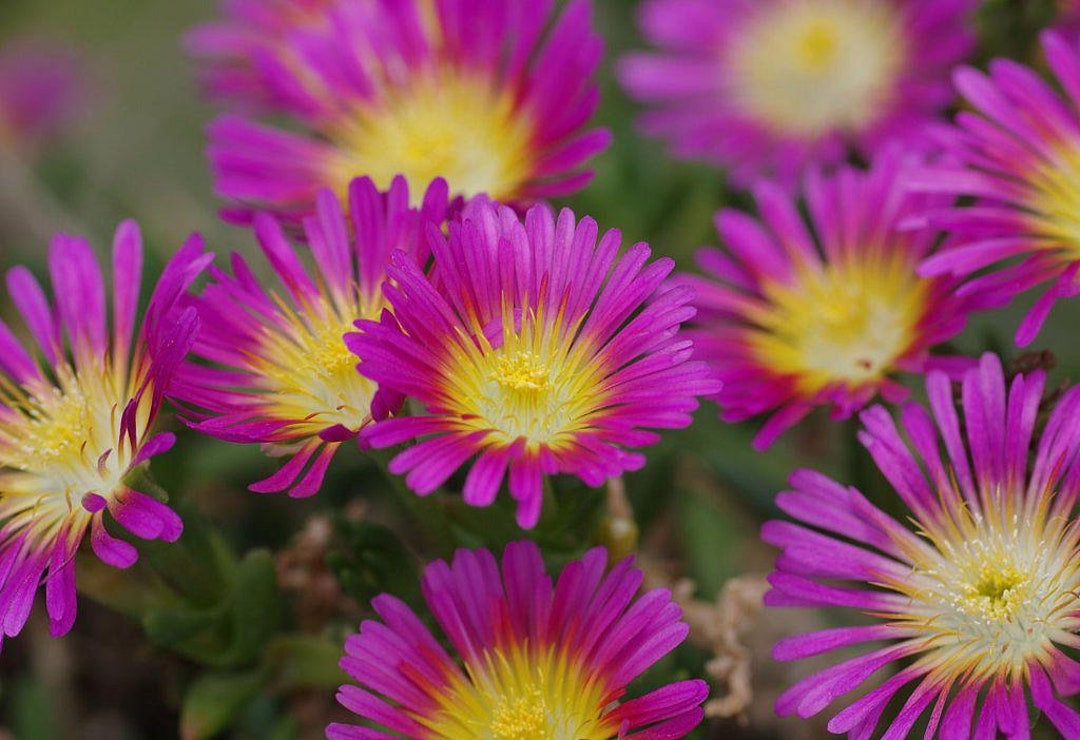 Hot Pink Wonder Ice Plant Perennial Delosperma Live Plant Quart Pot - Etsy