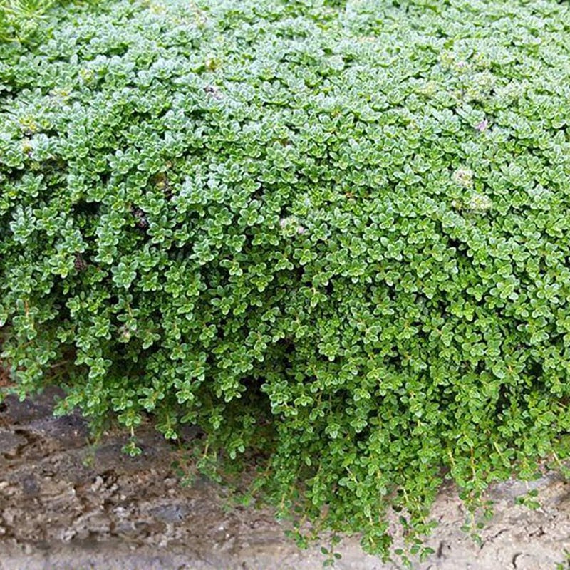 Creeping Thyme Seeds - Etsy