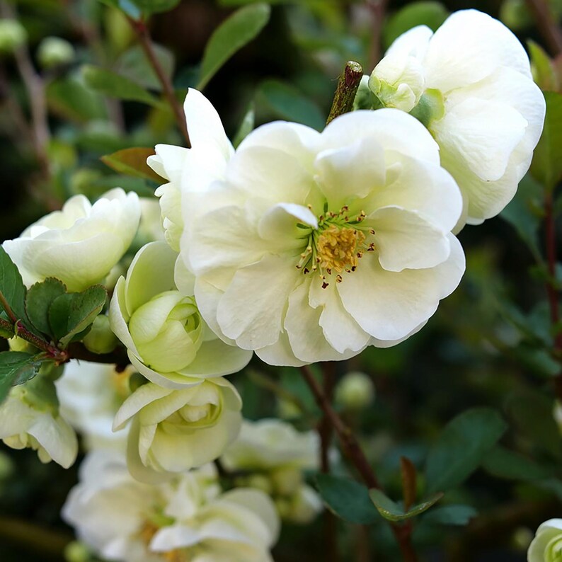 Double Take Flowering Quince Collection- 3 Plants 4" Pots -scarlet ...