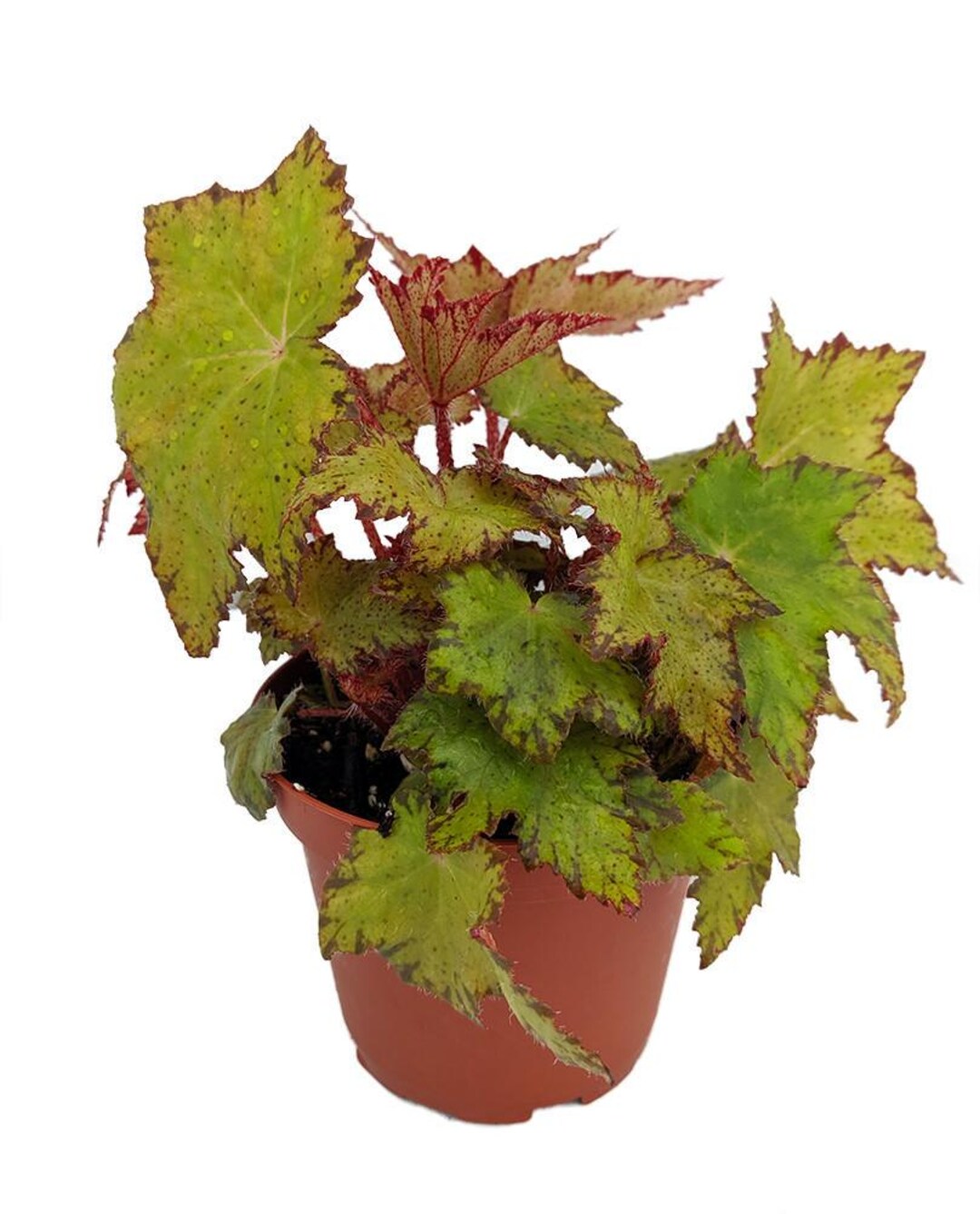 Little Beaver Begonia Plant - 3.7" Pot - Terrarium/fairy Garden ...