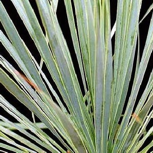 Sapphire Skies Yucca Powder Blue Leaves Full Sun 4 Pot - Etsy