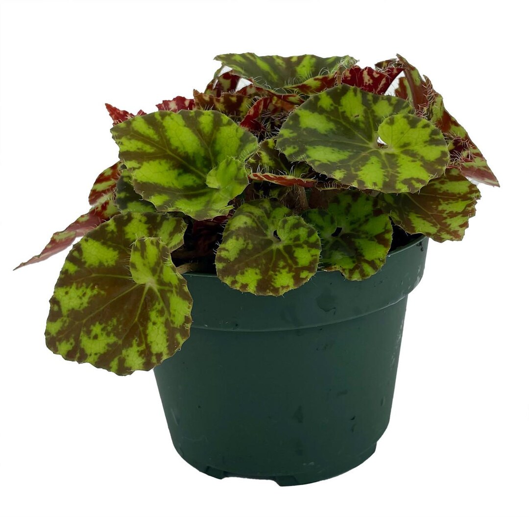 Neon Splash Begonia Plant 3.75 Pot Easy to Grow Houseplant - Etsy