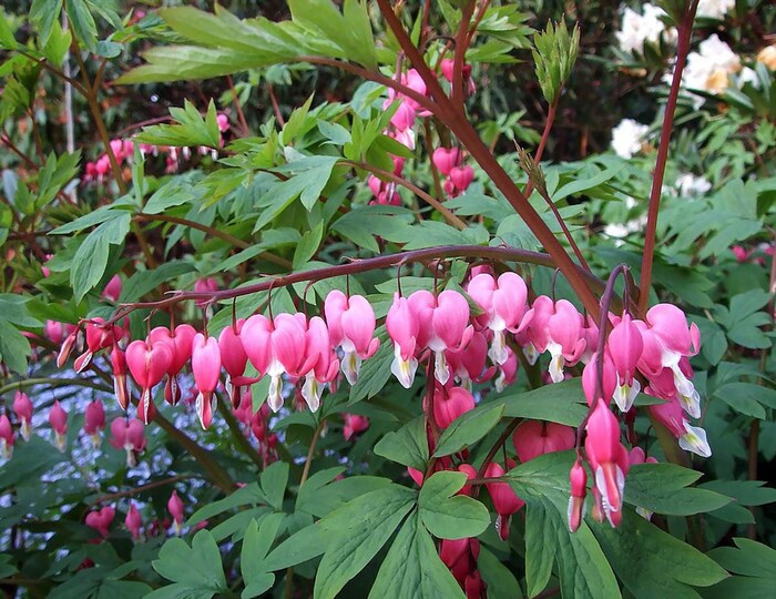 Dicentra - Etsy