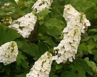 GATSBY MOON Hydrangea - Oakleaf Quercifolia, Proven Winners , Quart Pot ...
