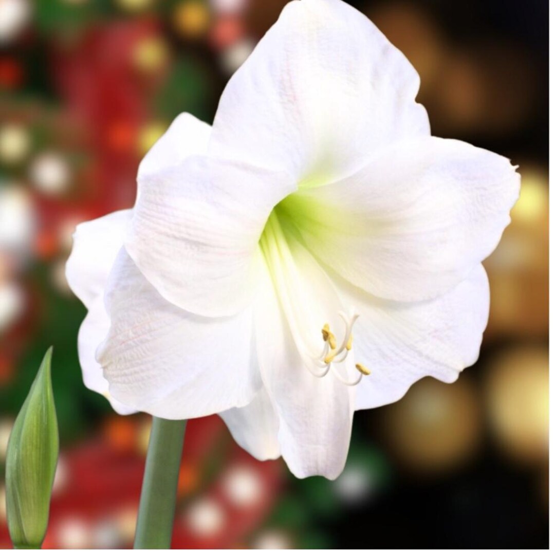 Maria Goretti Pure White Dutch Amaryllis Bulb - 30/32 Cm - Etsy