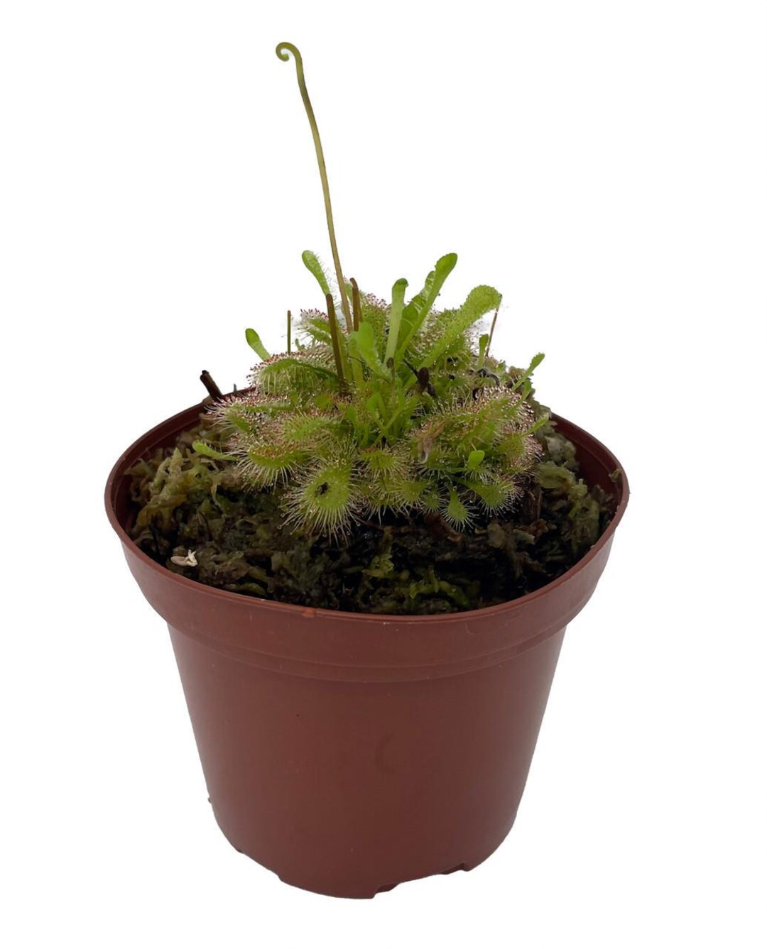 Spoonleaf Sundew Plant Drosera Spathulata Carnivorous 3 Pot - Etsy