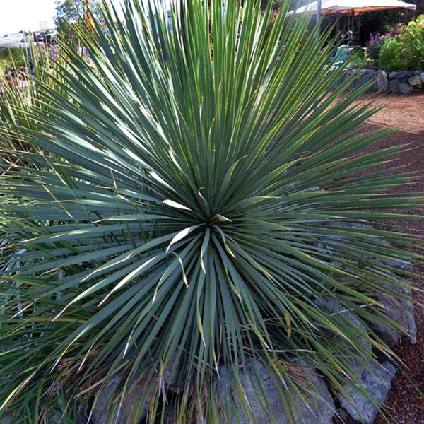 Blue Beak Yucca - Etsy