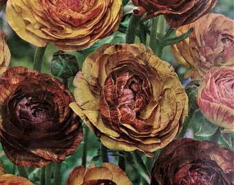 Orange Ranunculus | Etsy