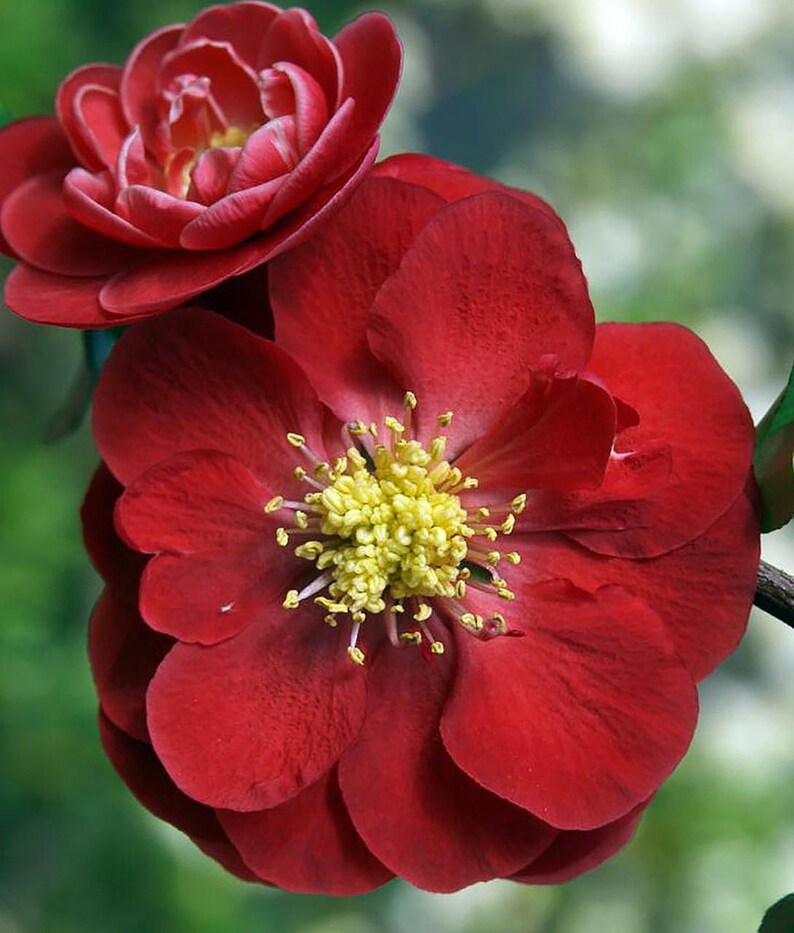 Double Take Flowering Quince Collection- 3 Plants 4" Pots -scarlet ...