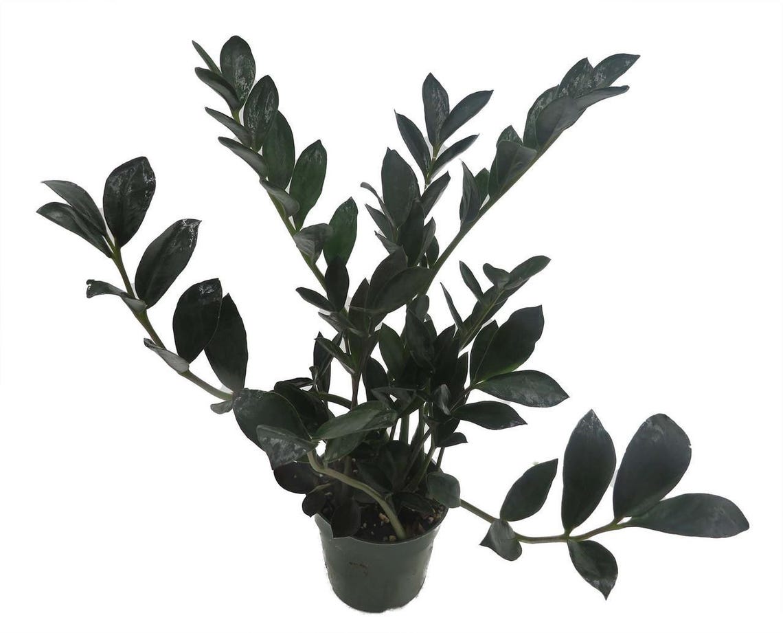 Rare Dwarf Black ZZ Plant - Zamioculcas Zamicro - 4" Pot - Houseplant ...