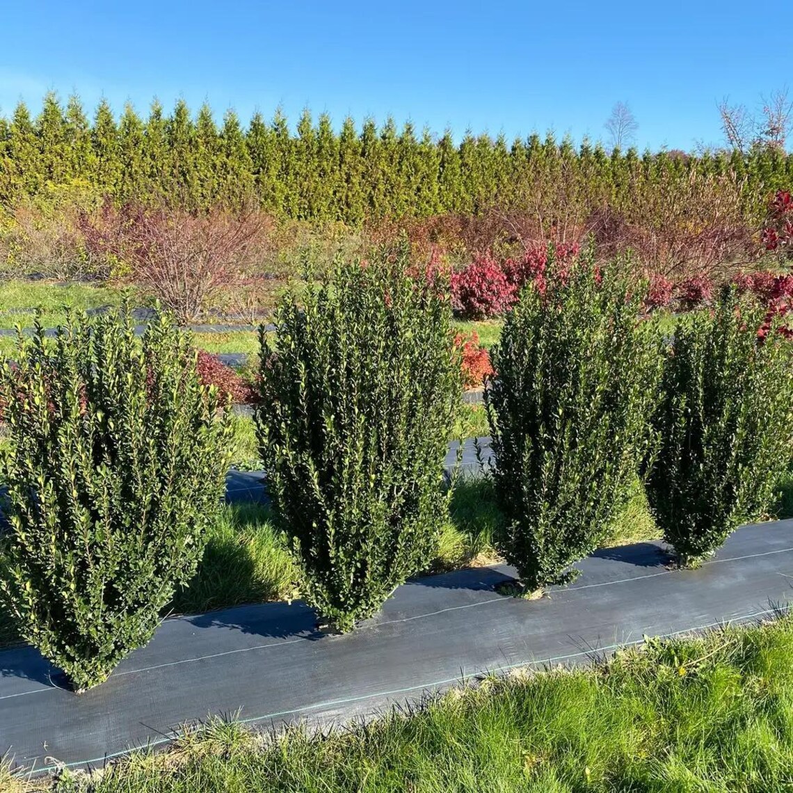 Hedge Box Japanese Holly - Ilex Crenata - Proven Winners - 4" Pot - Etsy