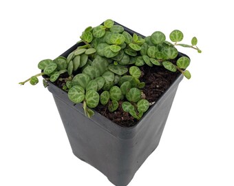 String of Turtles Peperomia Prostrata String of Things Tropical Houseplant Live Plant in 2 or 4 ...