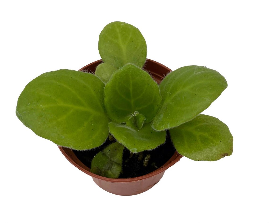 Dale's Periwinkle Blush Asian Violet - Primulina - House Plant - 2.5 ...