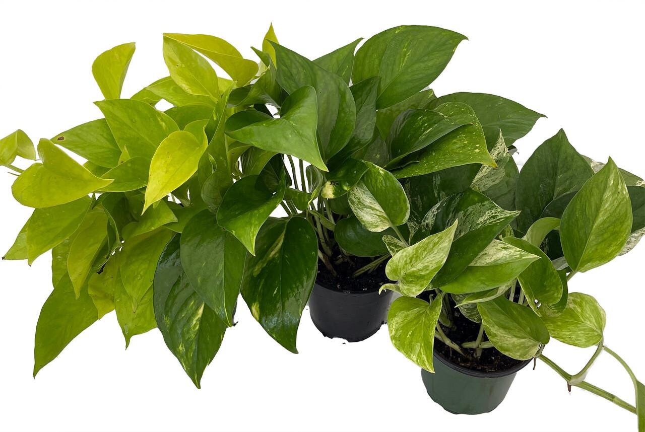 Pothos Plant Assortment 3 Pack in 4 Pots - Etsy