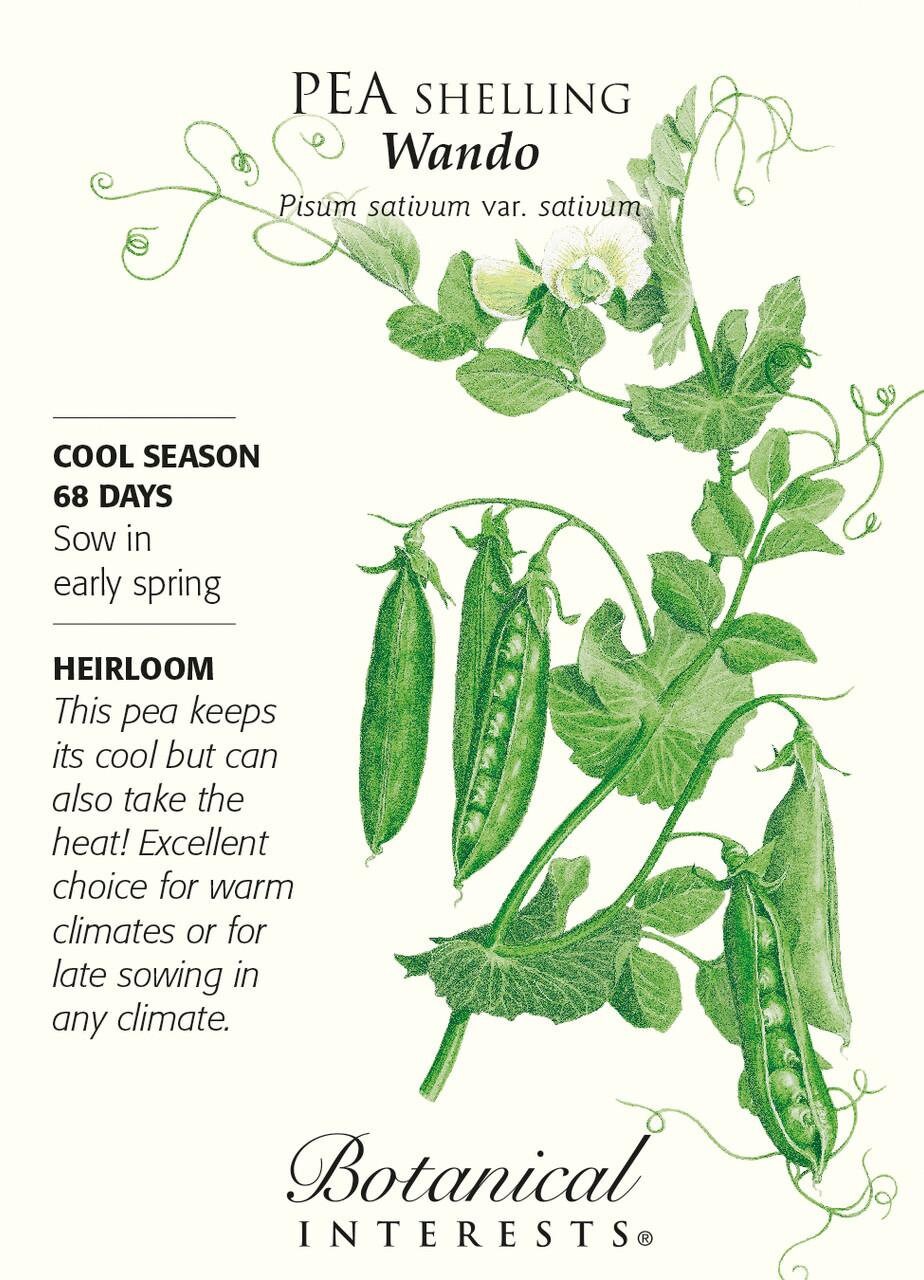 Wando Shelling Pea Seeds 25 Grams Pisum Sativum - Etsy