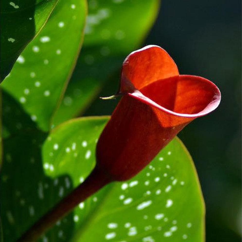 Red Calla Lily Flower