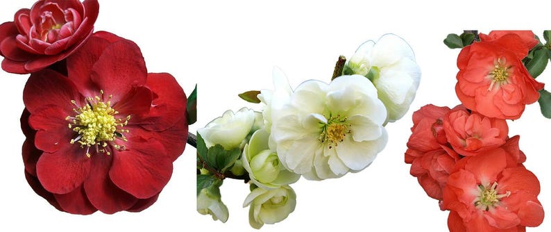 Double Take Flowering Quince Collection- 3 Plants 4" Pots -scarlet ...