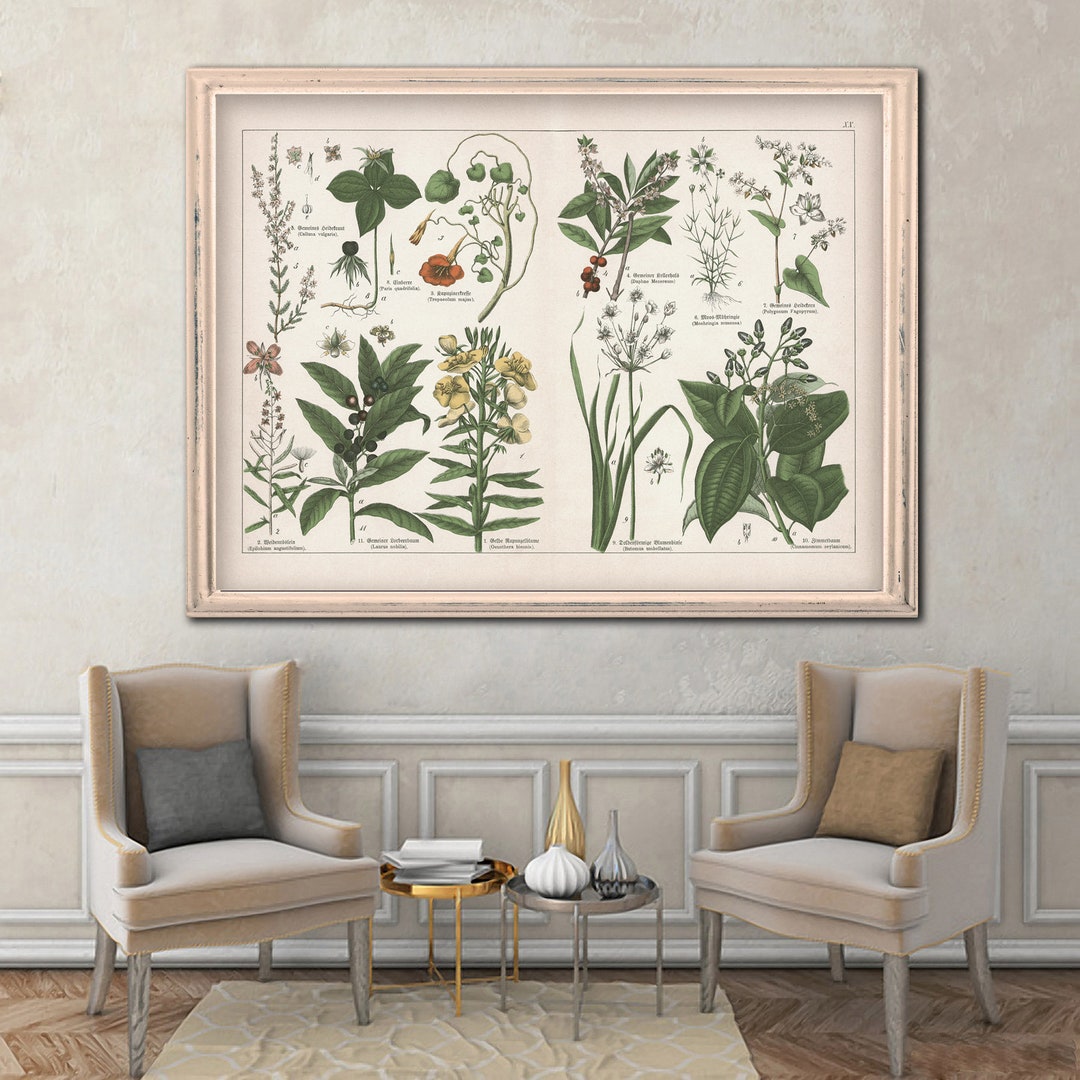 Extra Large 1887 Botanical Plate #20 Reprint - Primrose/fireweed ...