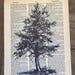 Tree Drawing Themed Dictionary Prints - 6 Piece Set - Antique Sketch ...