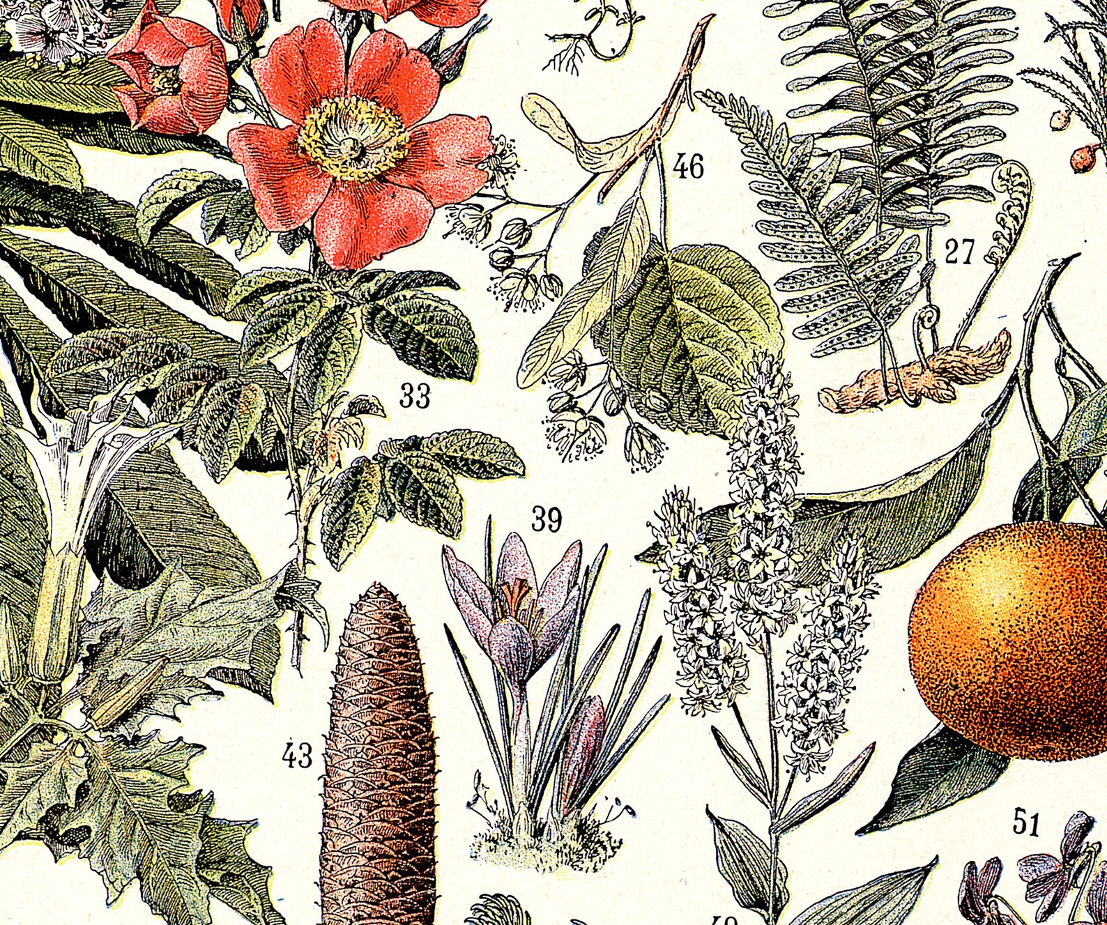 Extra-large French Plants Reprint #2 - Vintage Dictionary Floral Plate ...