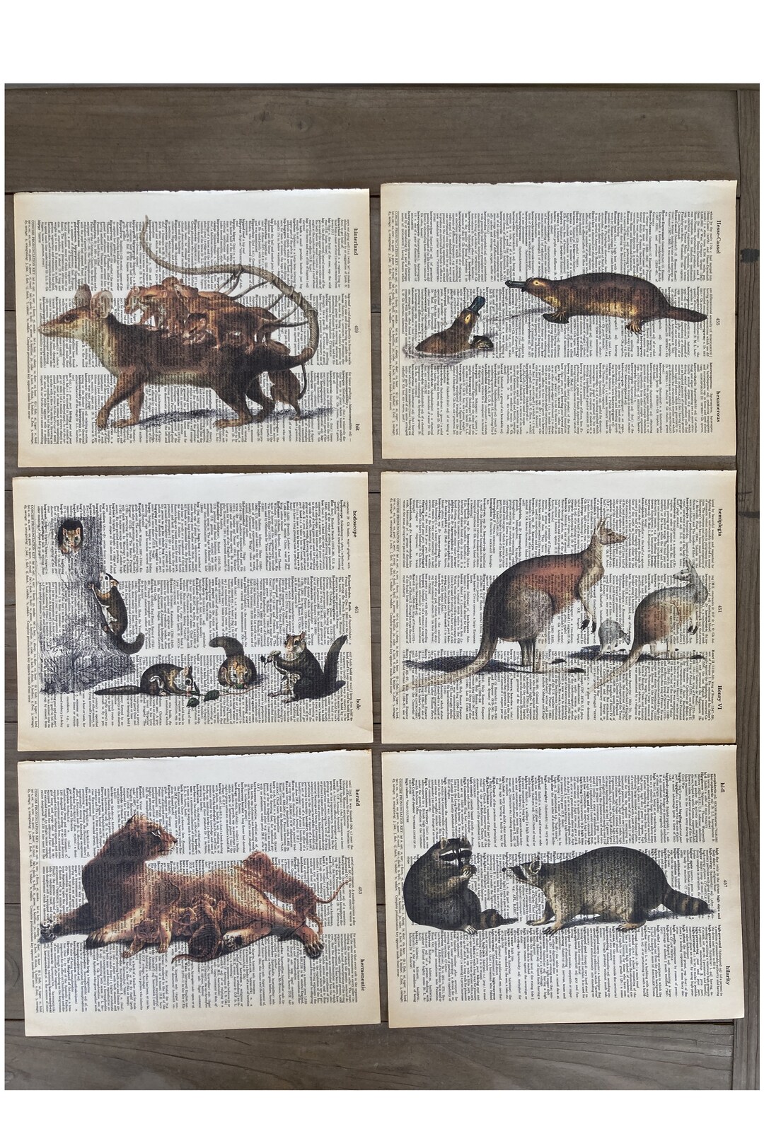 Wild Animal Family Themed Dictionary Print Set #6 - 6-piece Set - Wild ...