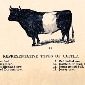 Know Your Bull 1919 Dictionary Plate Print 2 Sizes: 16x20 and 18x24 ...