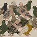 Pigeon Wall Art Print – Rustic Bird Poster, Farmhouse Animal Decor ...