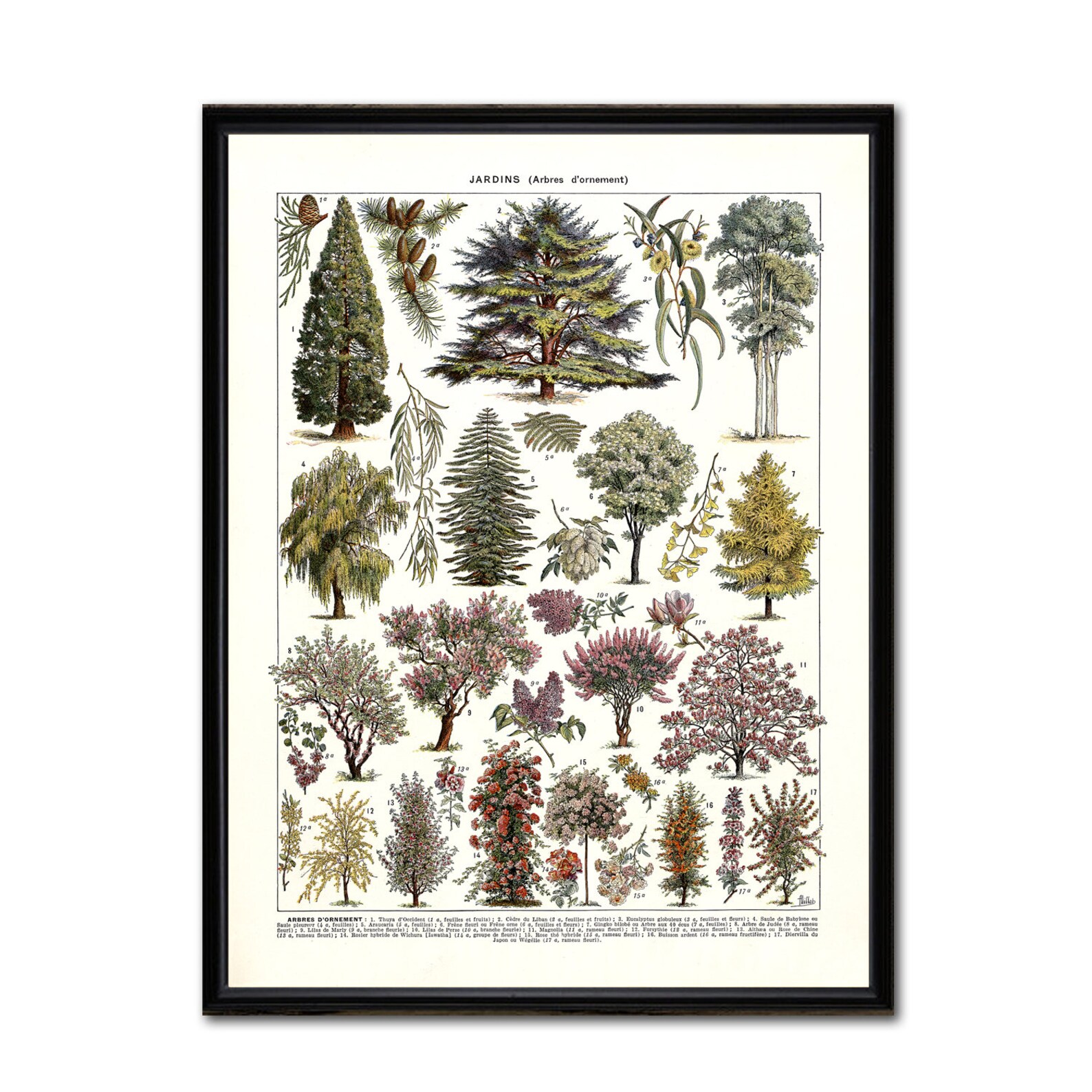 Extra-large French Trees Reprint - Vintage Dictionary Tree Plate ...