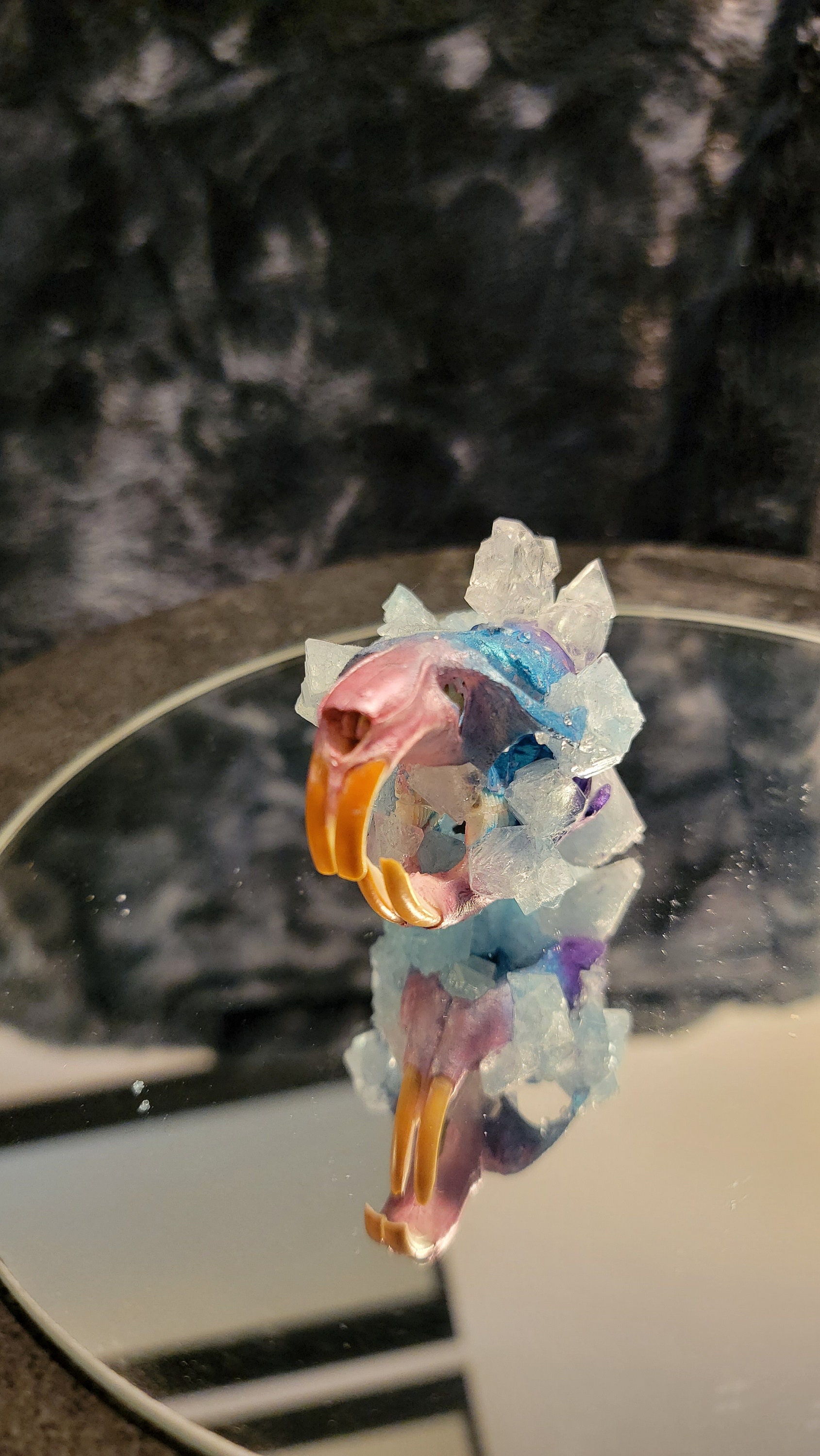 Real Crystalized Muskrat Skull - Etsy