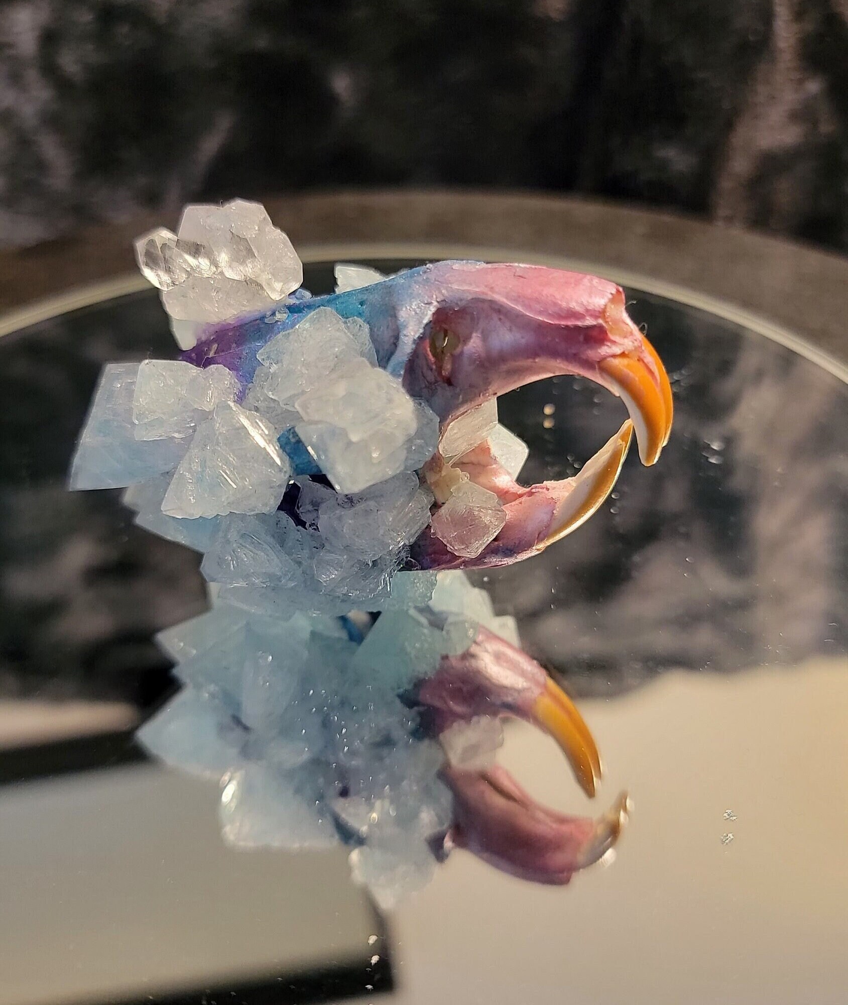 Real Crystalized Muskrat Skull - Etsy