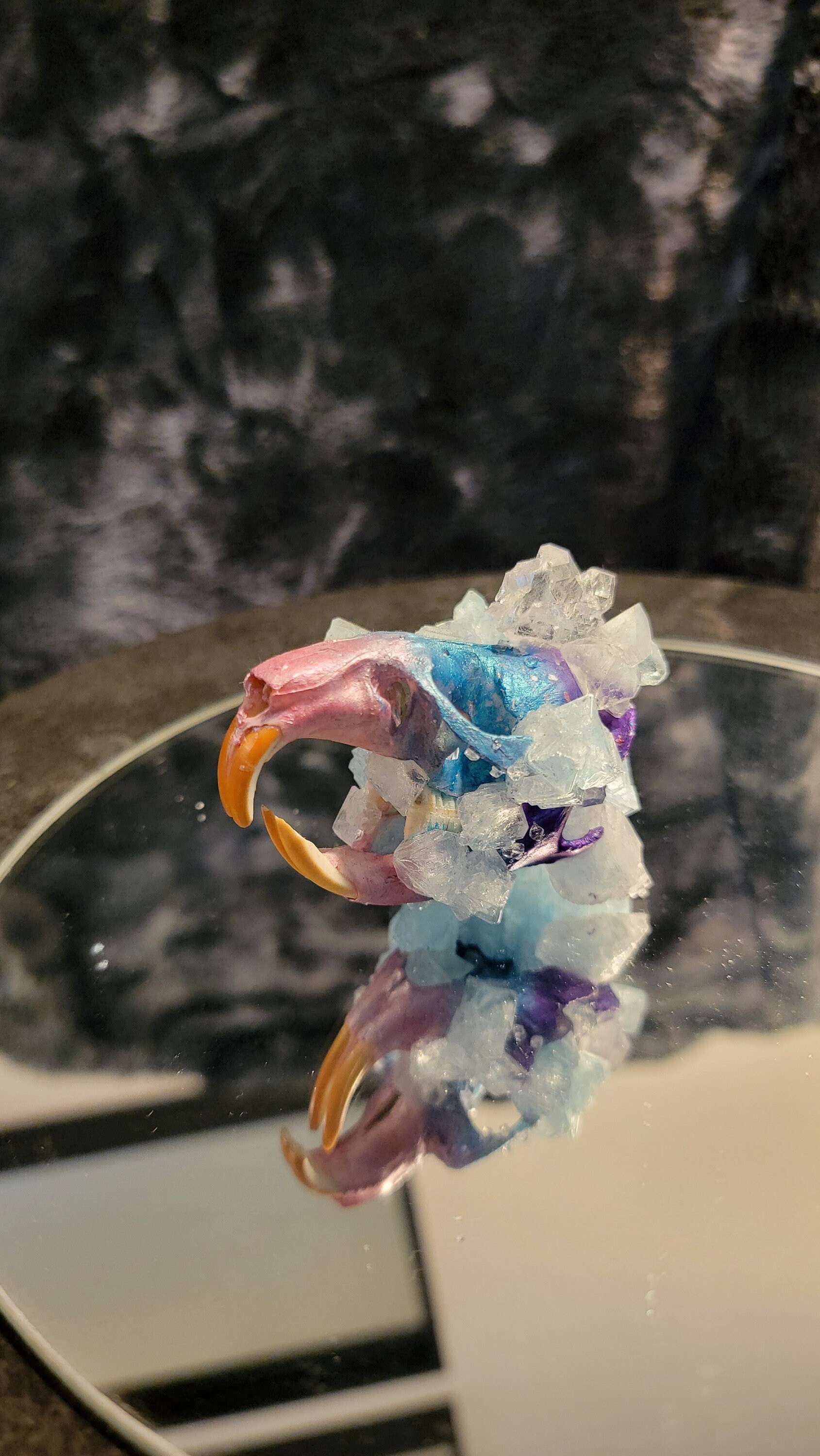Real Crystalized Muskrat Skull - Etsy