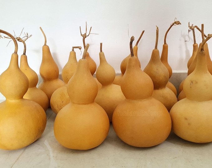 Two (2) Wide Bottle Gourds, Natural Gourds, Dried Gourds - Etsy