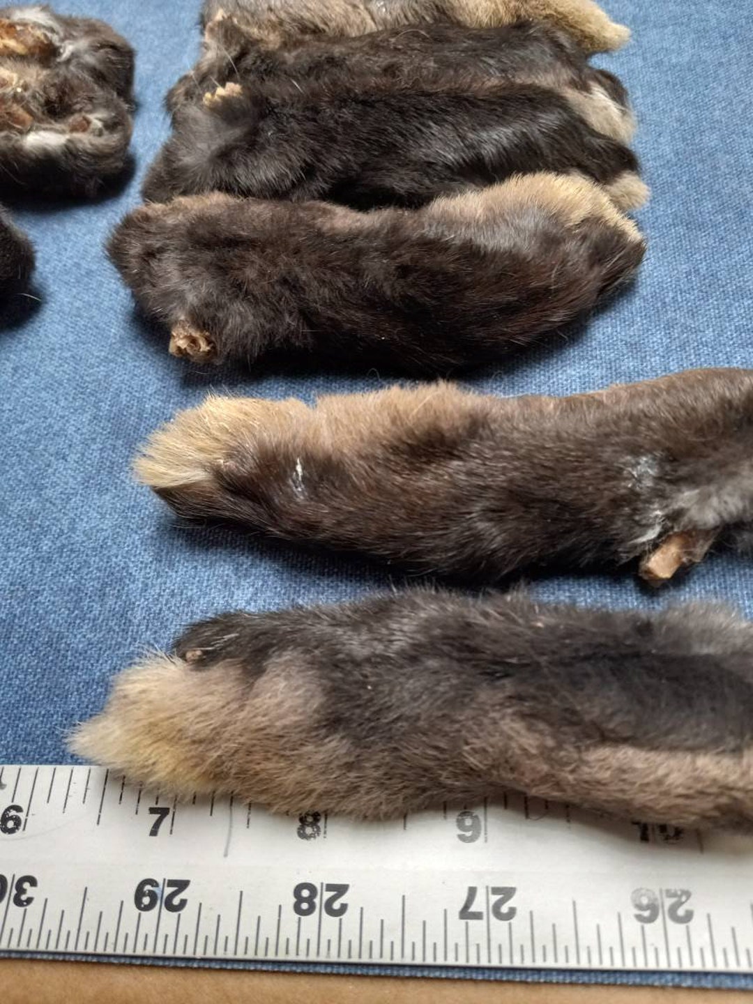 Rabbit, Big Back Feet From Humanely Raised Rabbits. Washed, Preserved ...